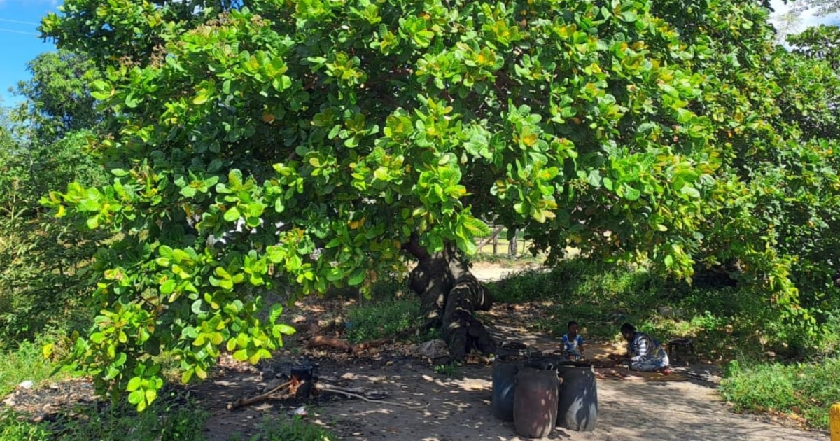 Planting Seeds of Hope in Zambia | Action Against Hunger Canada